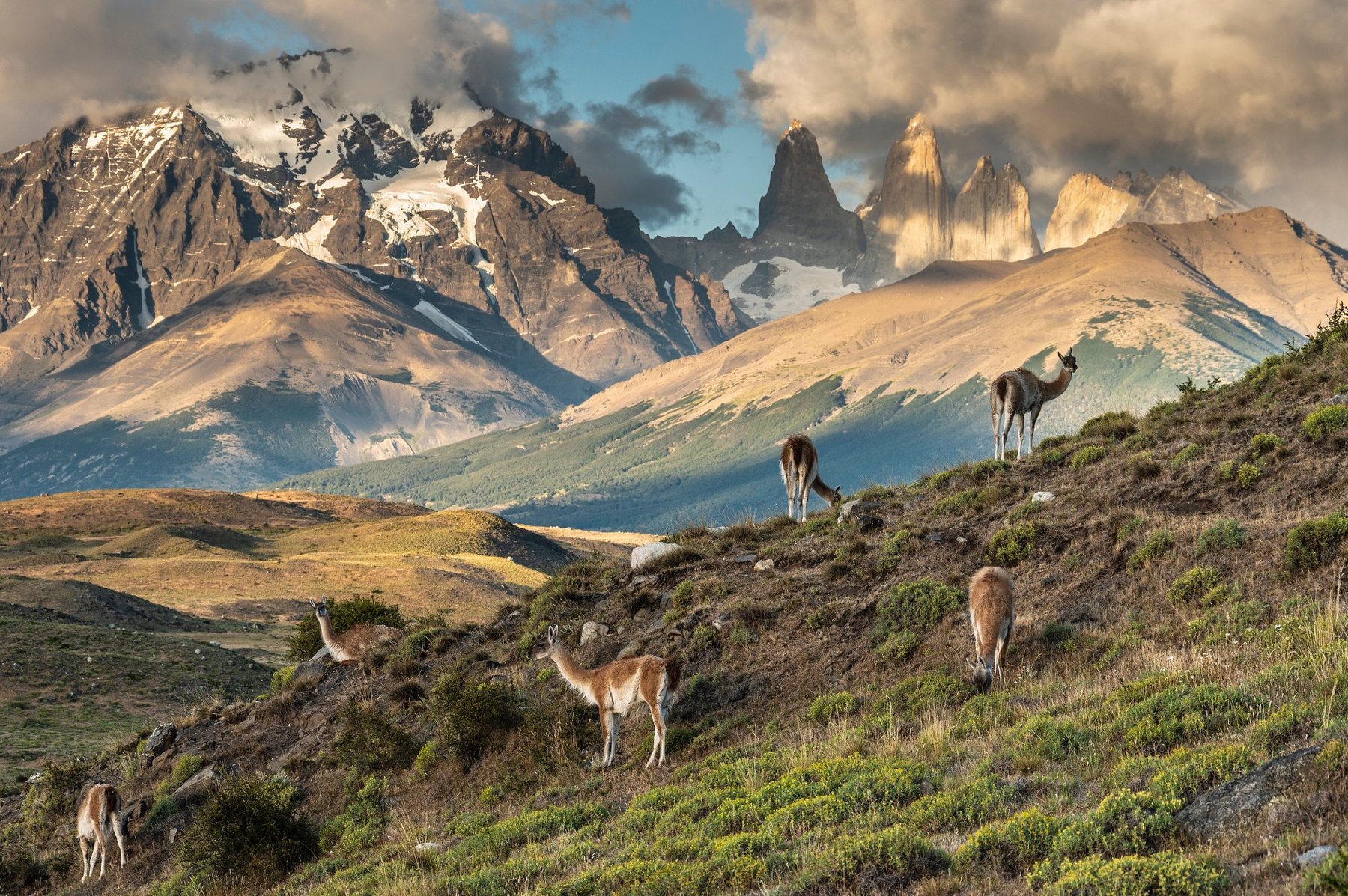 Puma Encounter - Cascada Expediciones