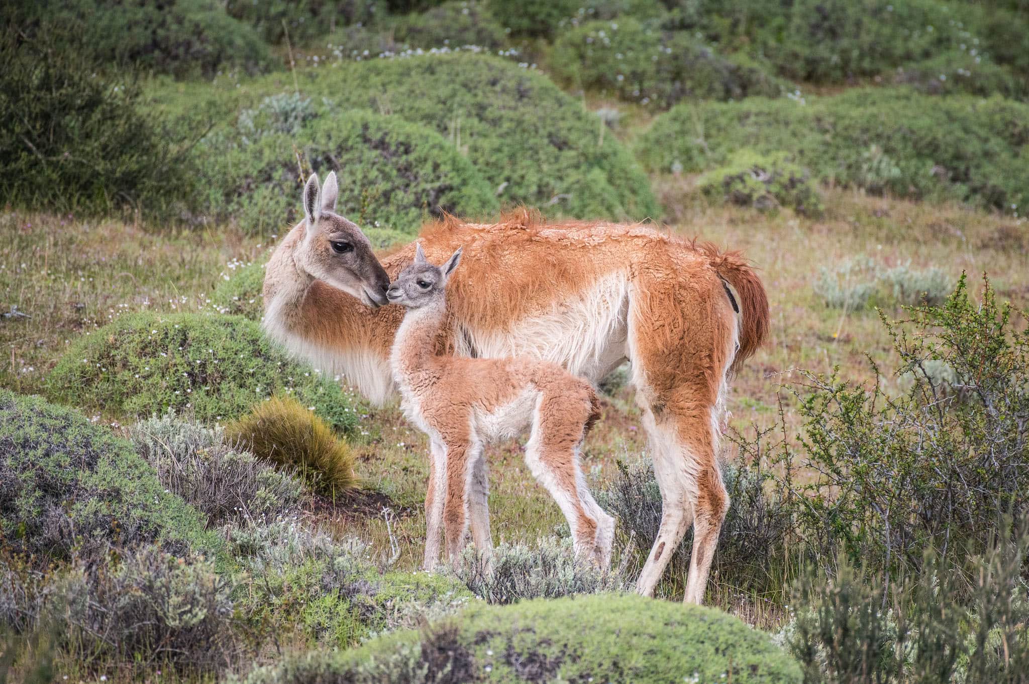 Wildlife in Patagonia: All You Need to Know