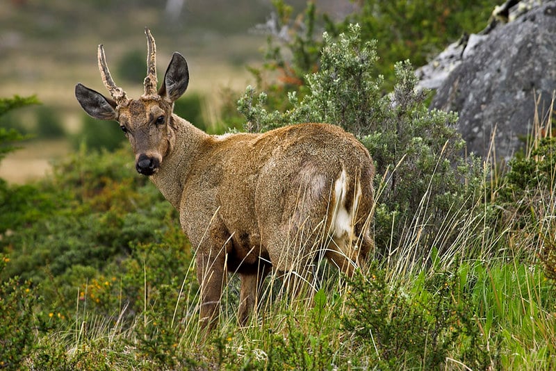 The Huemul: Chile's National Animal
