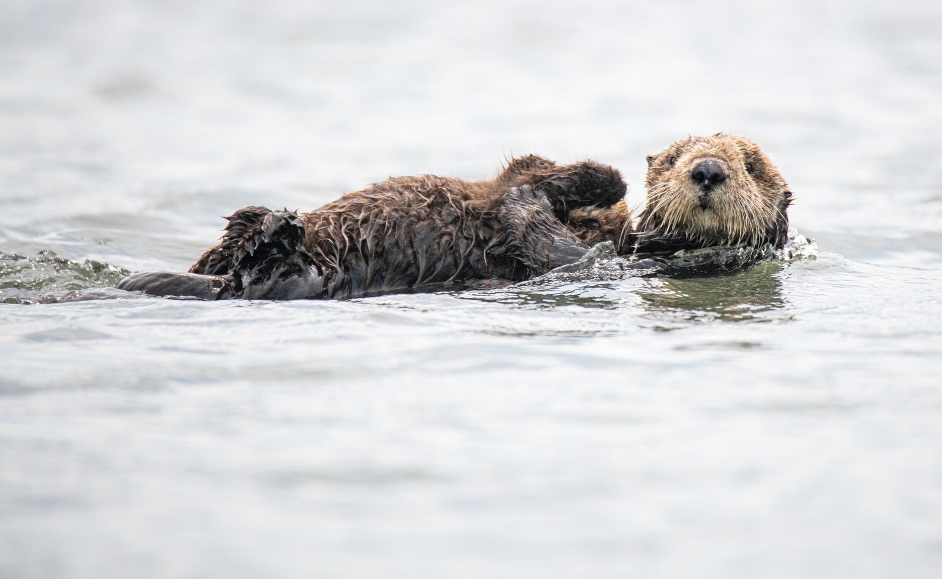 Wildlife in Patagonia: All You Need to Know