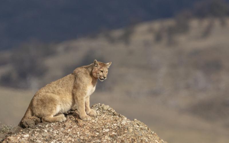 Puma Encounter - Cascada Expediciones