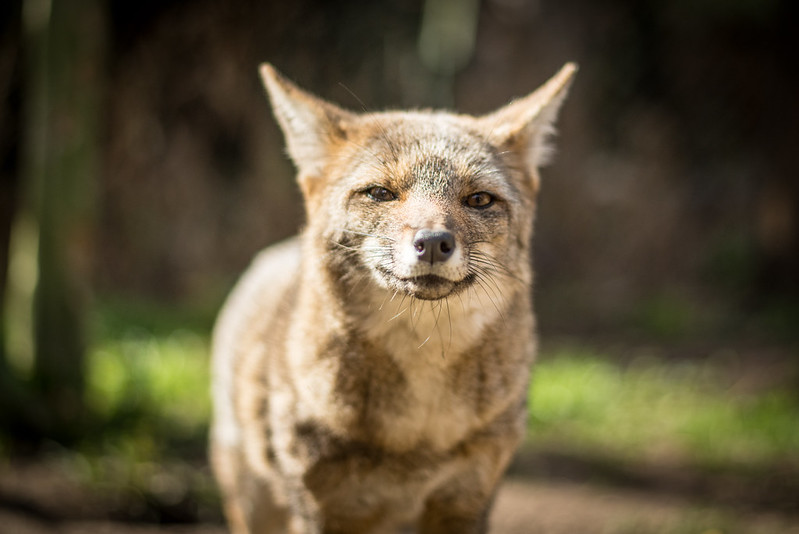 Refugio Animal Cascada Launches a Major Campaign