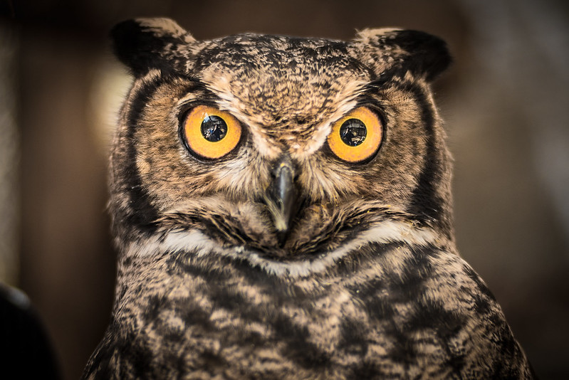 Refugio Animal Cascada: A Second Chance for Native Species at Risk